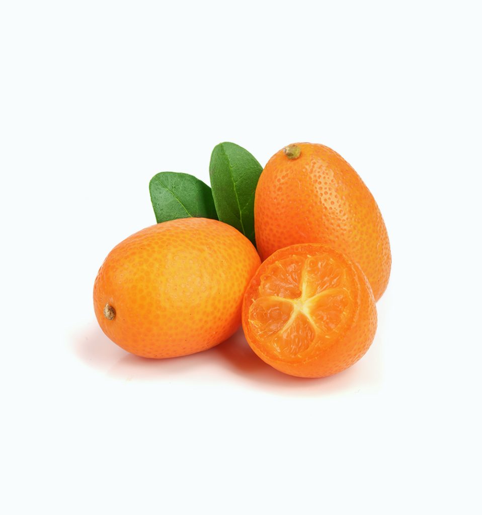 Buy Fortunella japonica Online - Fortunella japonica for Sale